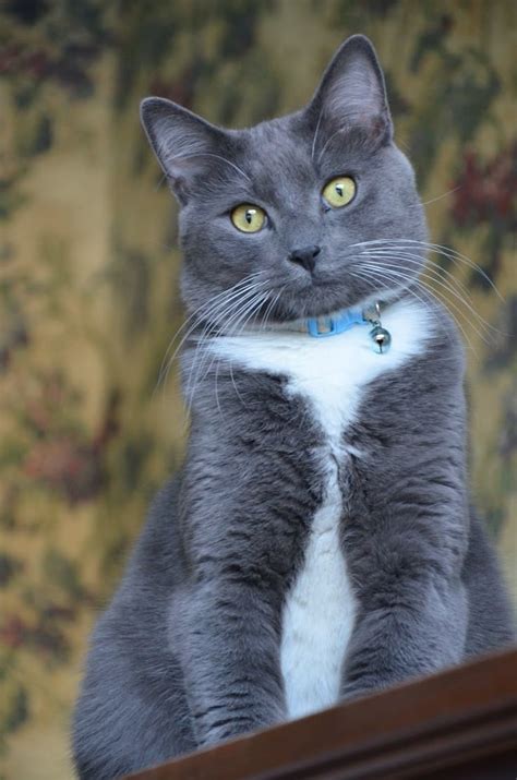 31 Best Grey Tuxedo Cats Images On Pinterest Kitty Cats Cute Kittens And Cat Love