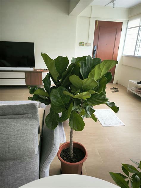 Java Palm Potted Plant Tumbleweed Plants