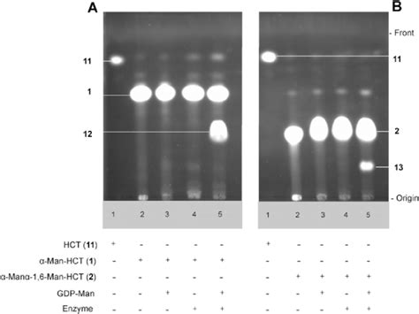 Tlc Analyses Of Fluorescence Based Assays To Assess Mannosyltransferase
