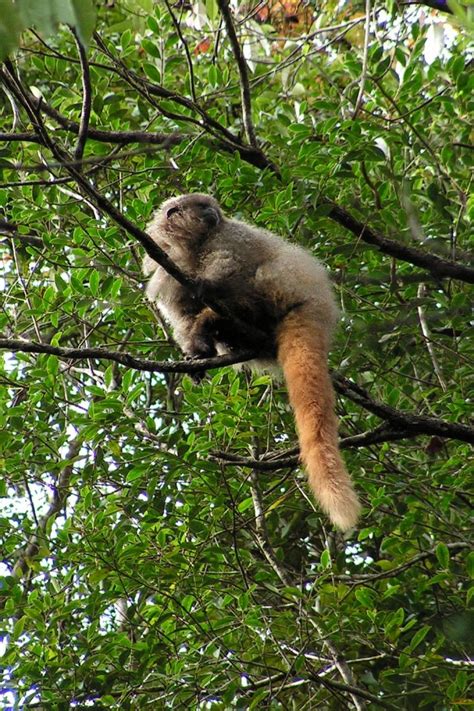 Conversa De Guigó Chc