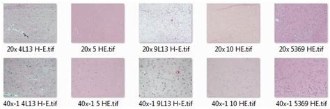 Visualizing Staining Variation Using Matplotlib
