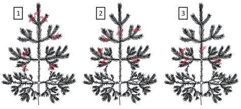 Presentation Of Clipping Treatments At The Beginning Of The Experiments Download Scientific