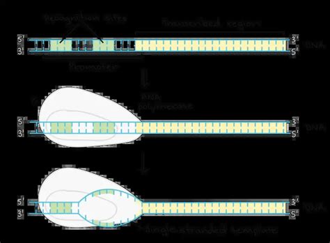 Transcription Rna Synthesis Definition Diagram Steps Inhibitors Importance Biology