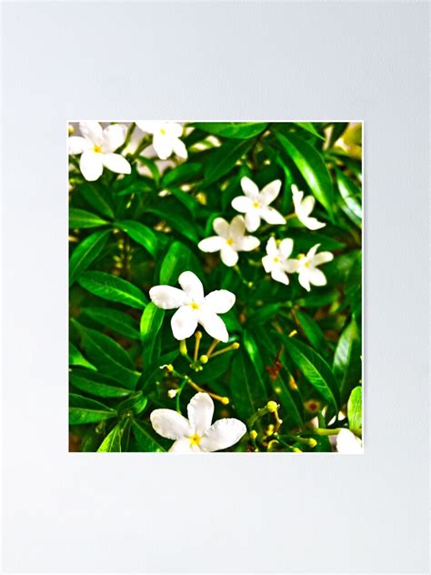 Sampaguita Poster By Oha Redbubble