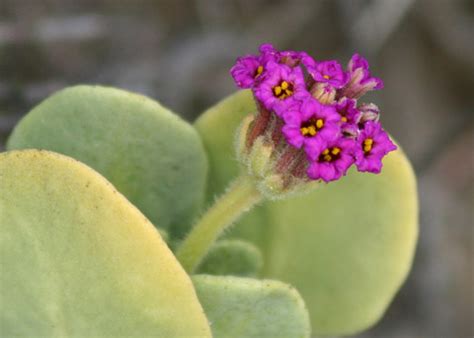 Red Sand Verbena Abronia Maritima