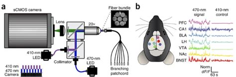 Fip Microscope For Simultaneous Multi Site Measurement Of Neuronal