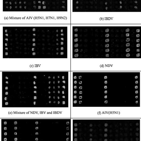 The Diagnostic Dna Microarray Matrix For Avian Influenza Virus Aiv