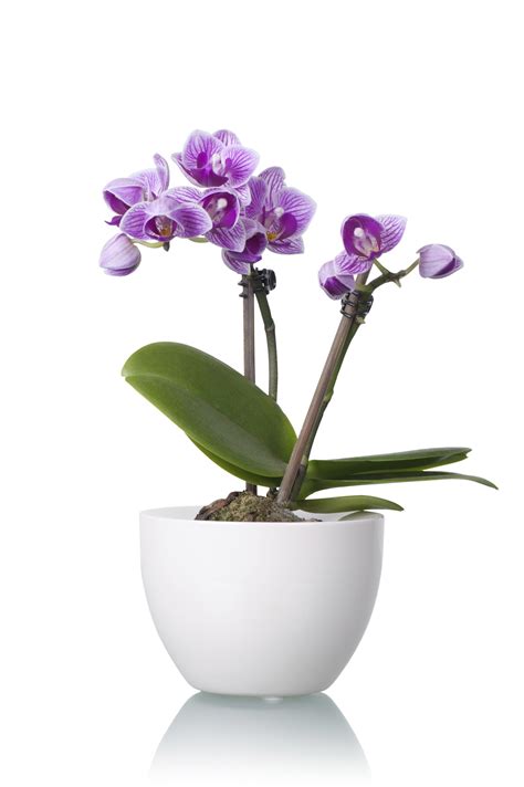 Orchid Issues With Overwatering Growing Guides Daltons