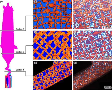 Simulation And Experiment Results Of Dendritic Morphologies A Grain Download Scientific