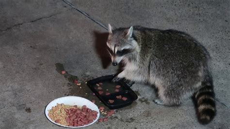 Do Raccoons Eat Cat Food