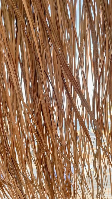 Techo De Paja Y Viento En El Complejo Foto De Archivo Imagen De Paisaje Recurso