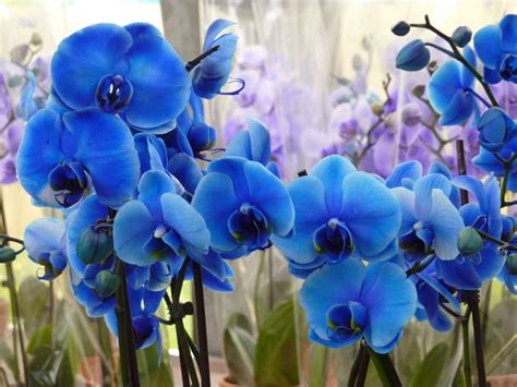 How To Tell A True Blue Orchid From A Dyed One Complete Guide And Photos