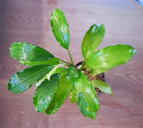 Yahoo オークション Bucephalandra Sp Motorleyana Padawan