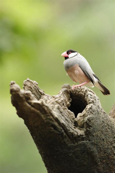 Bird Java Sparrow Stock Image Image Of Bali Edward 12844783