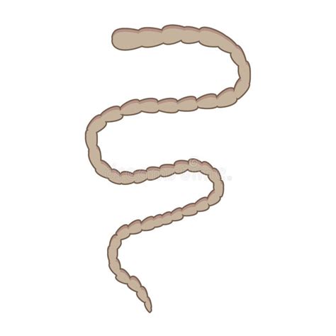 Stylized Tapeworm Stock Illustrations 6 Stylized Tapeworm Stock
