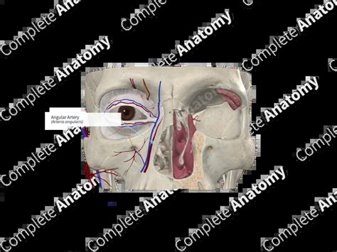 Angular Artery Complete Anatomy