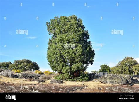 Cade Juniper Or Prickly Juniper Juniperus Oxycedrus Is An Evergreen