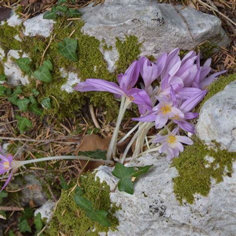 Logara Nationalpark Albanien Berge And Riviera Erleben
