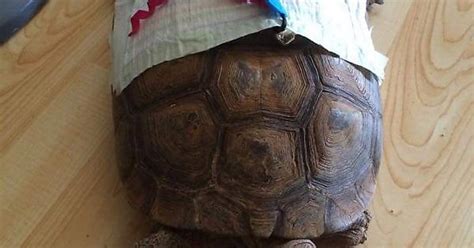 Tort E The Three Legged Turtle Imgur