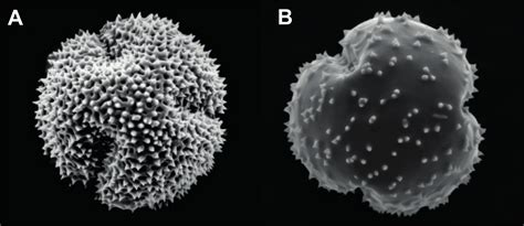 Diversity In Pollen Structure In The Dwarf Succulent Genus Conophytum N E Br Aizoaceae