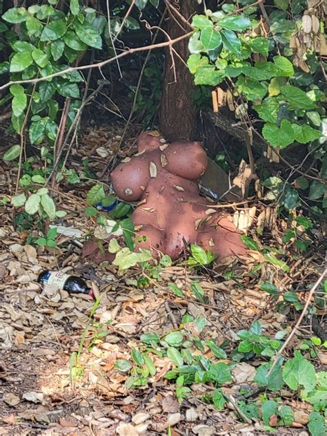 Community Sex Torso Rdumpsterpussies