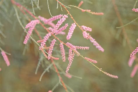 Saltcedar Center For Invasive Species Research
