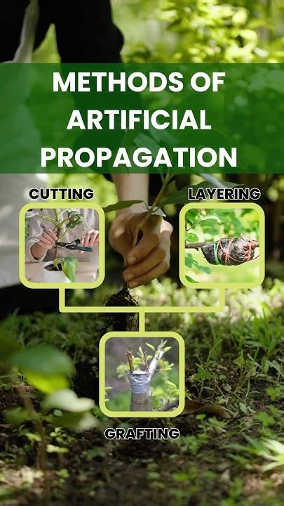 Artificial Propagation Methods Explained Cutting Layering And Grafting