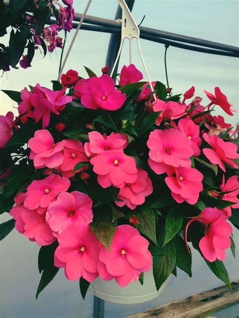 Growing Impatiens In Pots A Step By Step Guide