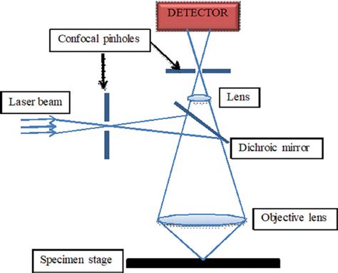 Confocal Microscope Other Names At Brianna Hort Blog