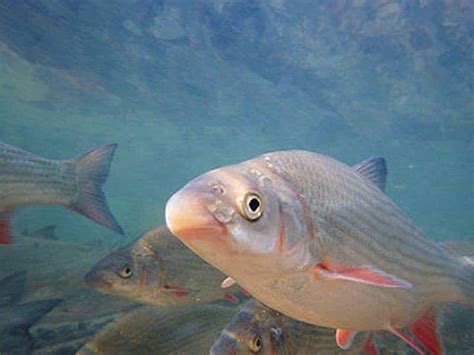 Paduc Pecacsarnokhu Horgászat Horgász Blog