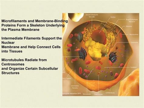 Chapter 2 Cellpptx Sturcture Of Cell Components And Its Function Pptx