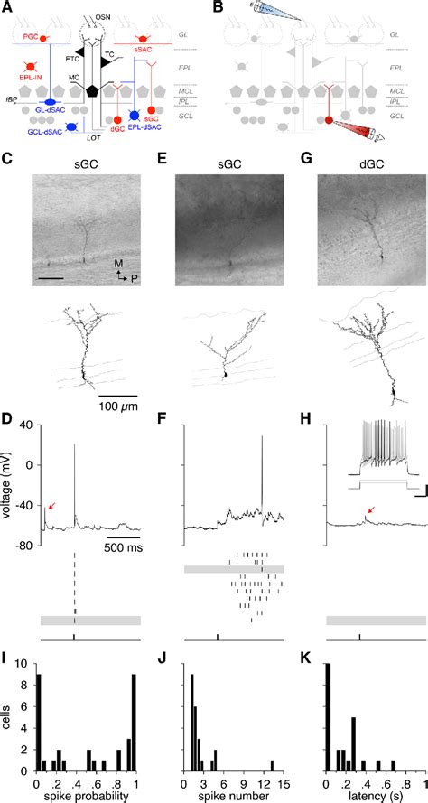 Figure 1 From Rapid Feedforward Inhibition And Asynchronous Excitation