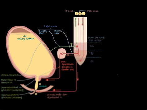 SOLUTION Stretch Receptors Diagram Studypool