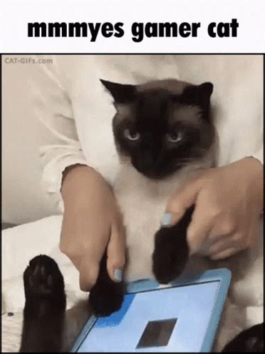 Gamer Cat Meme