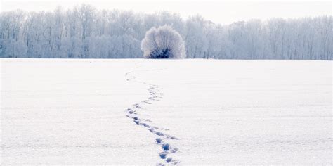 «Сліди на снігу НОВА аудіокнижка на Світлому радіо