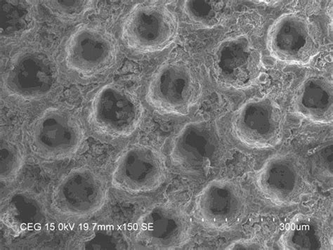 Circular Dimples Figure 8 Elliptical Dimples Download Scientific Diagram