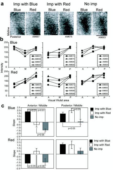 Effect Of Imprinting On Visually Evoked Intrinsic Signals In The Visual