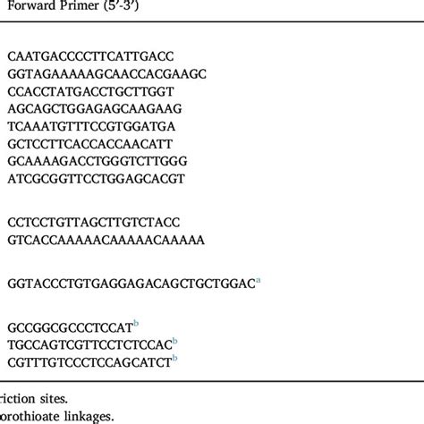 nucleotide sequence of antisense and primers download scientific diagram