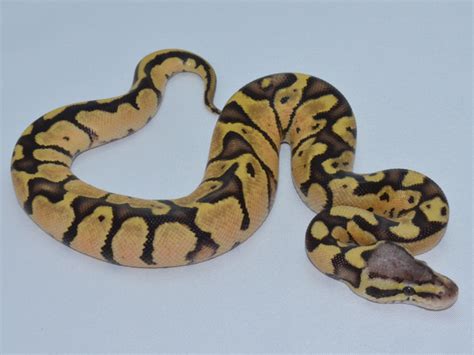 Banded Fly Morph List World Of Ball Pythons