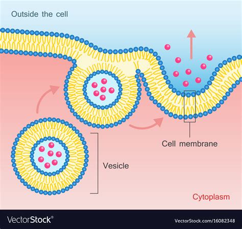 Vesicle In A Cell
