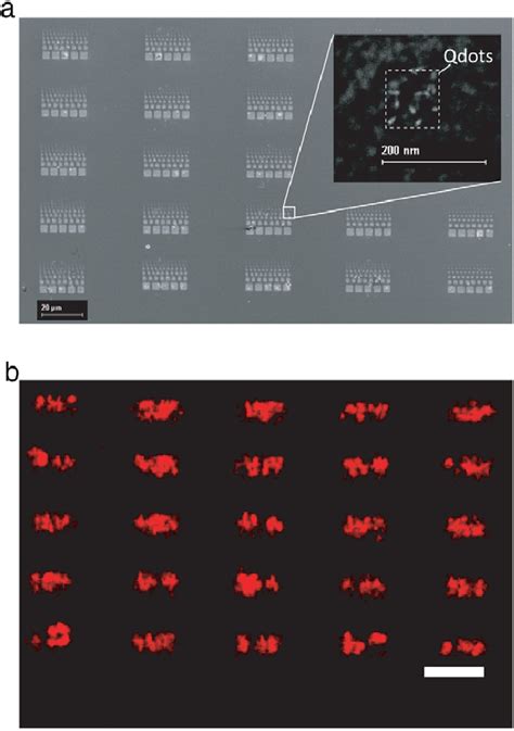 Functionalization Of Dna Directed Self Assembled Qds A Scanning
