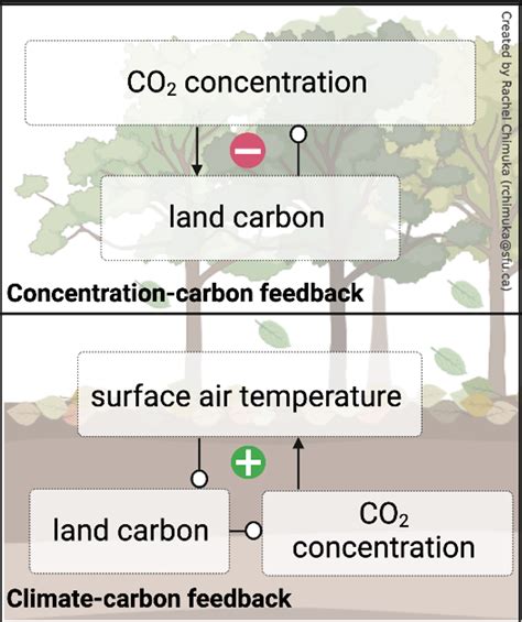 Are Our Carbon Cycle Feedback Projections Under Net Negative Emissions