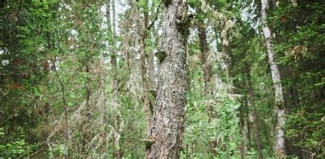Premium Photo Moss Grows Heavily O The Bark Of This Tree And Creates An Appealing Texture