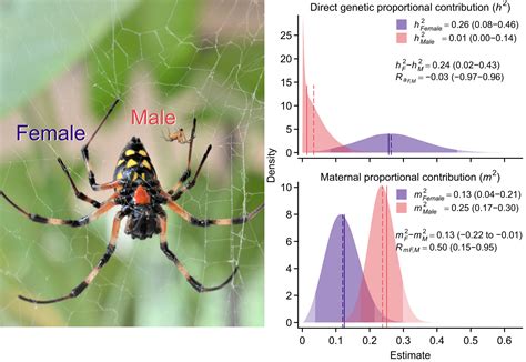 Sex‐specific Trait Architecture In A Spider With Sexual Size Dimorphism Kralj‐fišer 2023