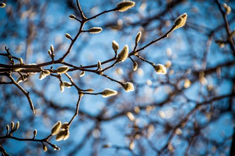 Почки на деревьях весной (Много фото!) - treepics.ru