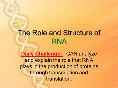 What Is Rna Rna Facts 59 Off Brunofuga Adv Br