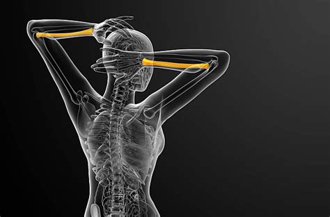 Medical Illustration Of The Radius Bone In 3d Rendering Photo Background And Picture For Free