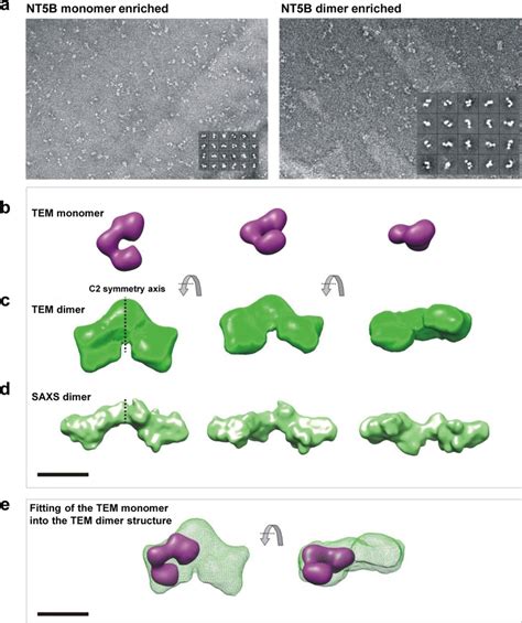 Structural Analysis Of Monomer And Dimer Enriched Nt5b Tem Analysis Of