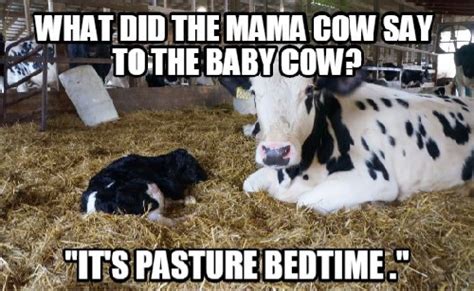 20 Funny Cow Memes That Will Moooove You To Laughter Animals