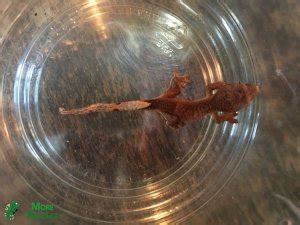 How To Breed Crested Geckos 8 Steps With Pictures More Reptiles